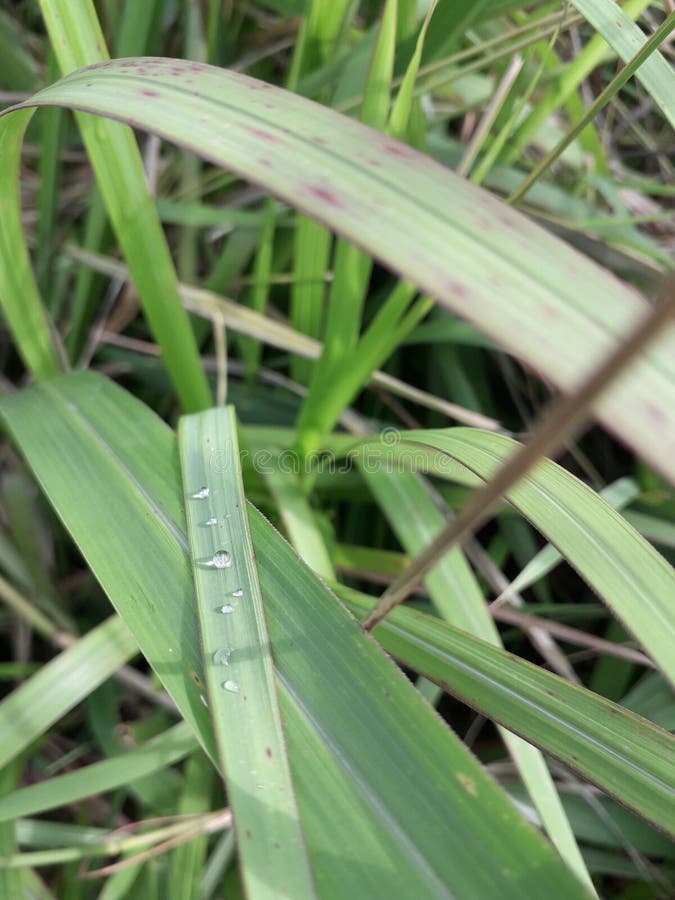 Grass in the Evening Garden.There is Light from the Sun Shining ...