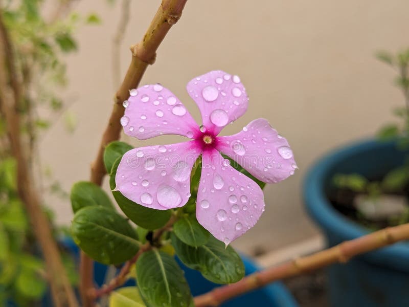 Rain Water Drops on the Pink Flower in the Garden Stock Image - Image ...