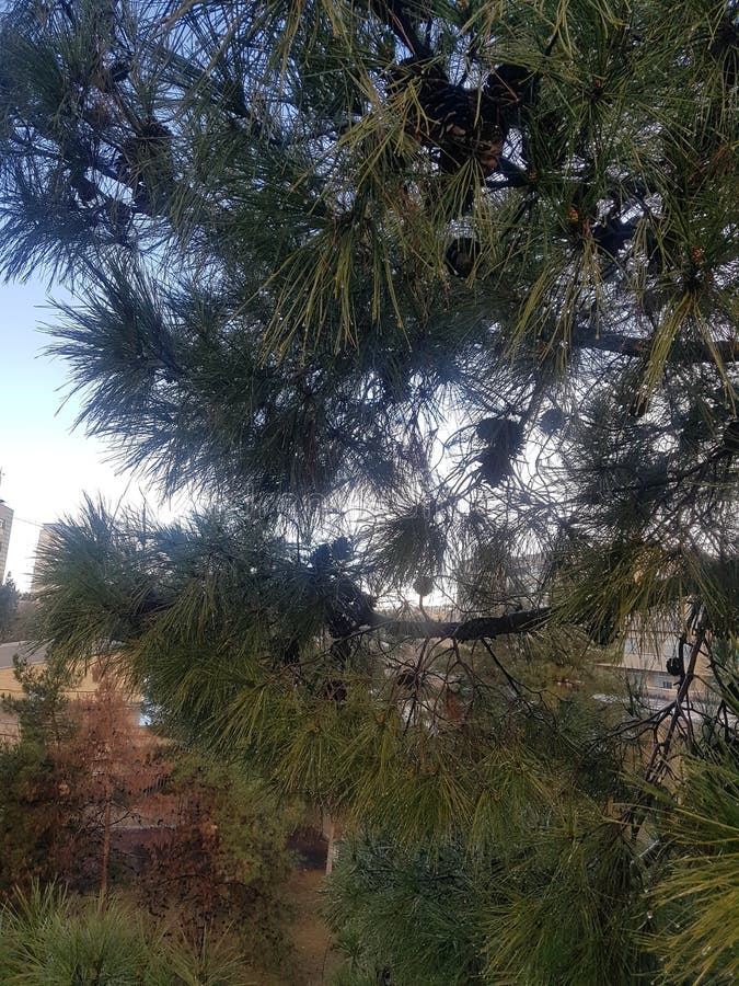 Acerate Verdure Stock Photos - Free & Royalty-Free Stock Photos from ...