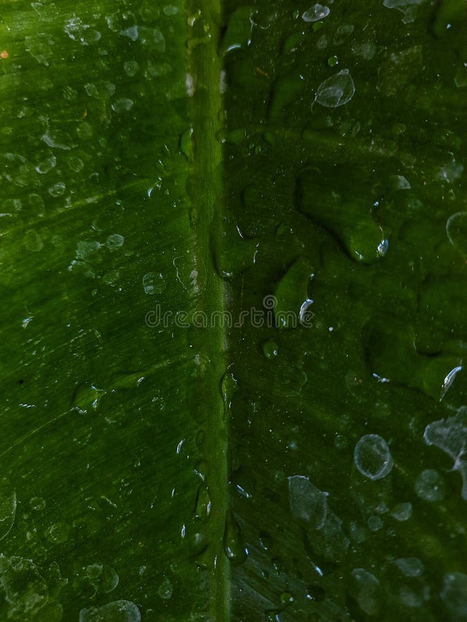 Rain Water Green Tree Fresh Color Middle Stock Image - Image of green ...