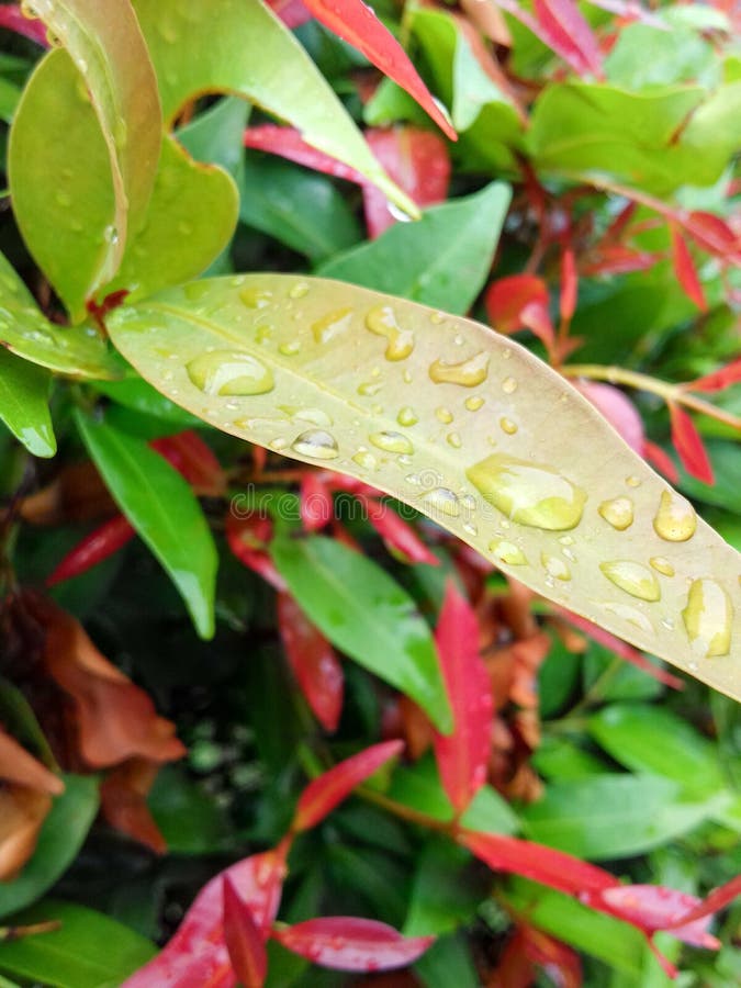 Rain water on the leaves stock image. Image of moistened - 108126807