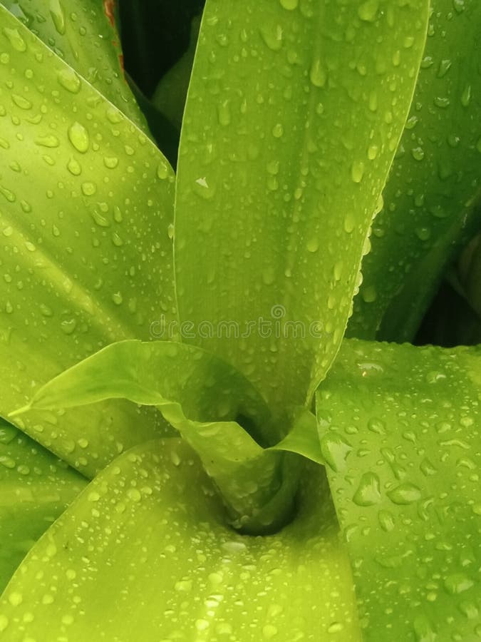 Rain Water Marks on the Leaves Stock Photo - Image of water, leaves ...