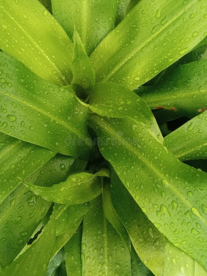 Rain Water Marks on the Leaves Stock Photo - Image of leaf, nature ...