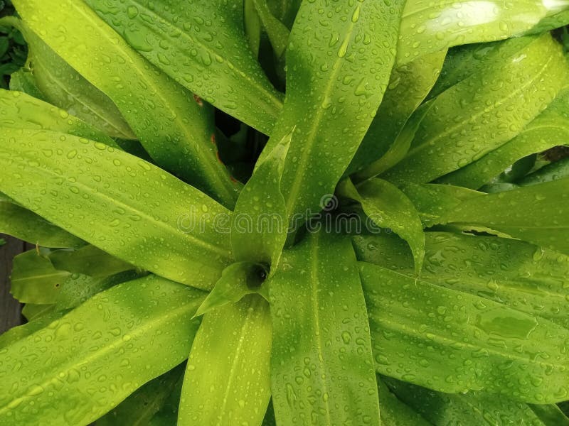 Rain Water Marks on the Leaves Stock Photo - Image of nature, rain ...