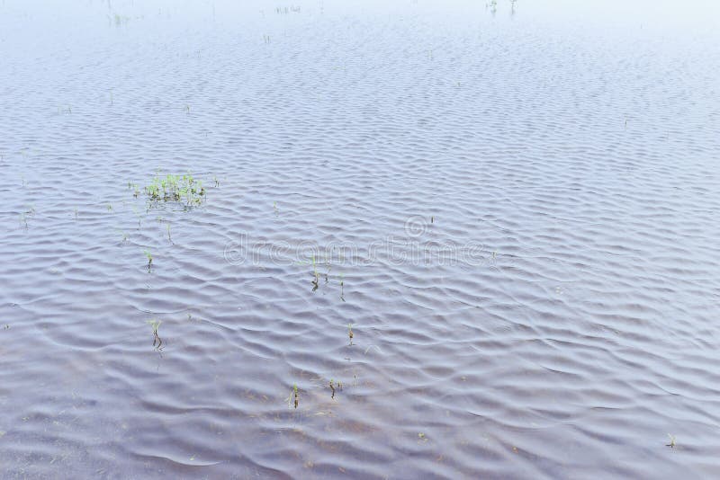 Rain Water in Rice Field before Seeding Season Stock Image - Image of ...