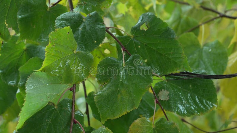 Rain Water on Tree Leaves in the Forest Stock Footage - Video of branch ...