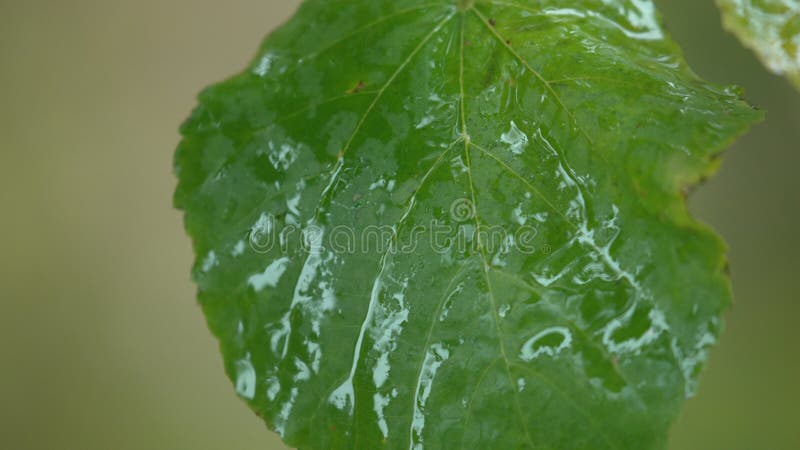 Rain Water on Tree Leaves in the Forest Stock Video - Video of plant ...
