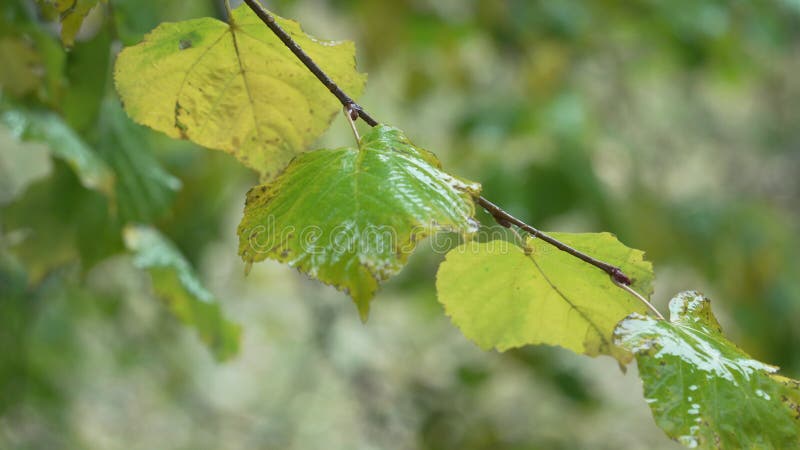 Rain Water on Tree Leaves in the Forest Stock Video - Video of foliage ...