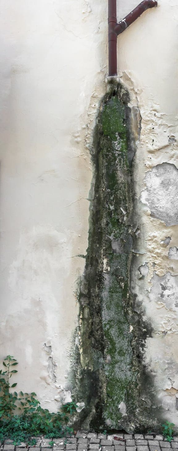 Mold and Peeling Paint on Wall Stock Image - Image of moss, cement ...