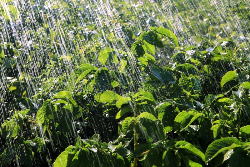 Rain waters on farm field stock image. Image of meadow - 141707405