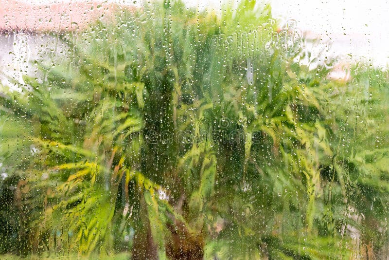 249 Rain Window Palm Trees Stock Photos - Free & Royalty-Free Stock ...