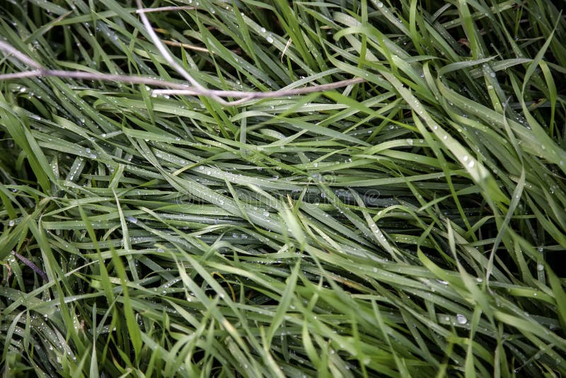 Rain-wet grass stock image. Image of outdoors, herb - 204575849
