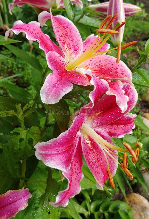 Rain Wet Pink Firecracker Lilies Stock Photo - Image of firecracker ...
