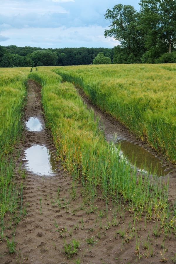 Rain-wet Ruts from Tractors in a Grain Field Stock Image - Image of ...