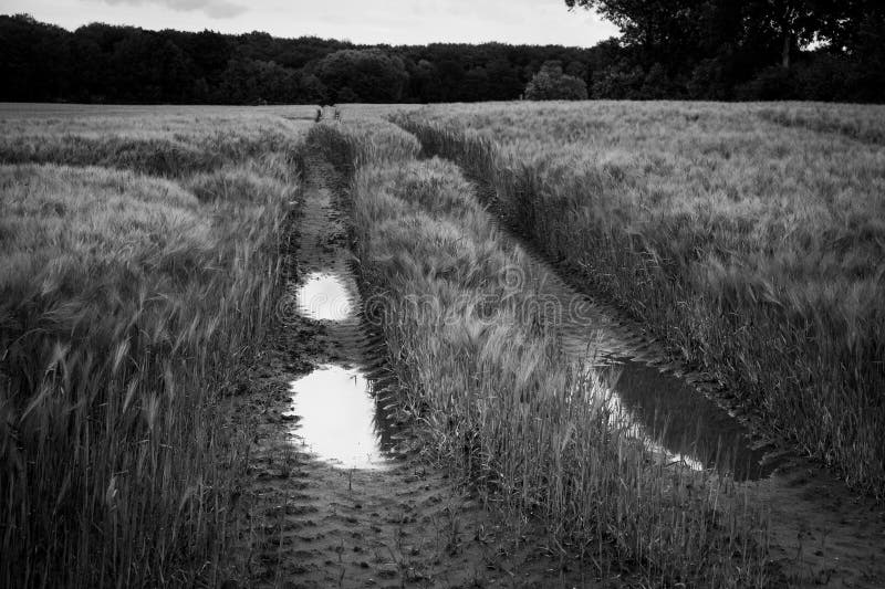 Rain-wet Ruts from Tractors in a Grain Field Stock Image - Image of ...