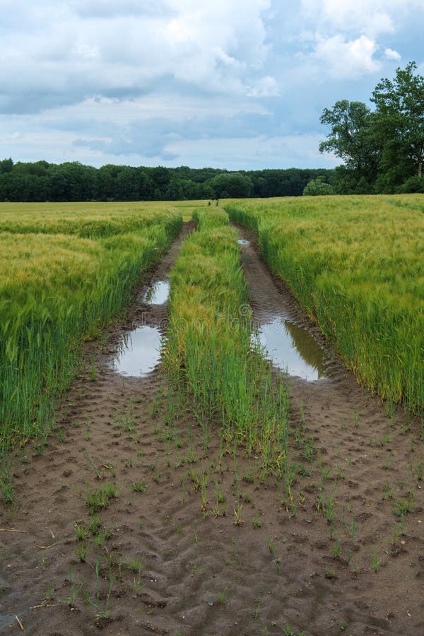 Rain-wet Ruts from Tractors in a Grain Field Stock Image - Image of ...