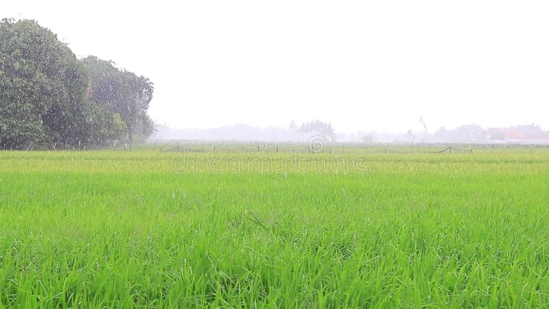 Rain that Wets the Rice Fields Stock Video - Video of rain, water ...