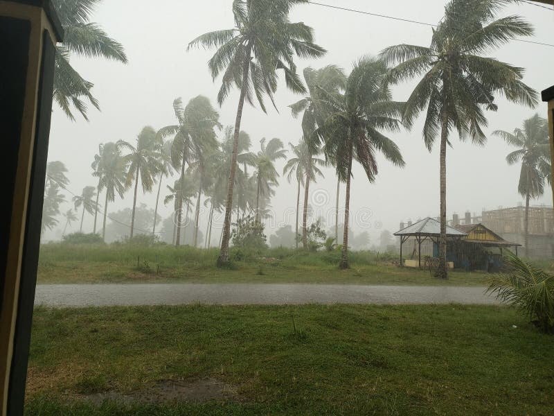 Rain wind coconut three stock image. Image of plantation - 263331705