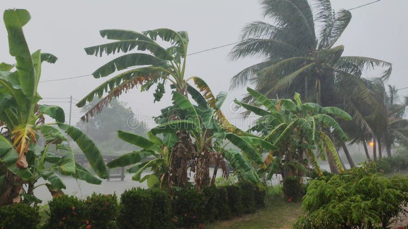 Rain and Wind through Trees on a Rainy Day in a Malaysian Village Stock ...