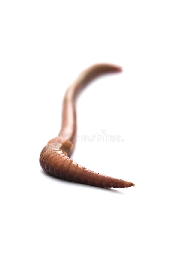 Earthworm stock image. Image of earth, creep, large, animal - 31524007