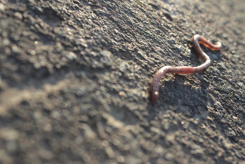 Rain worm stock image. Image of street, autum, nature - 16287299
