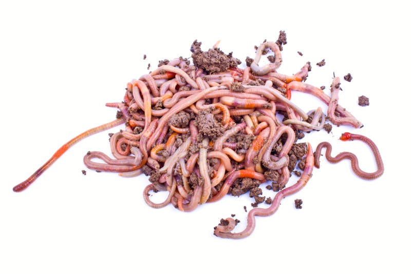 Bloodworms stock image. Image of live, macro, abhorrence - 4656355