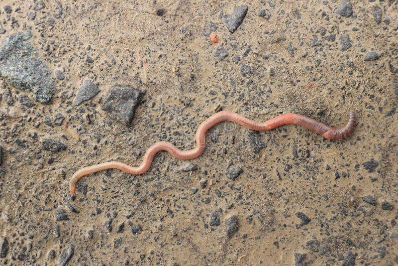 Rain worm on fishing hook stock image. Image of twist - 14073369