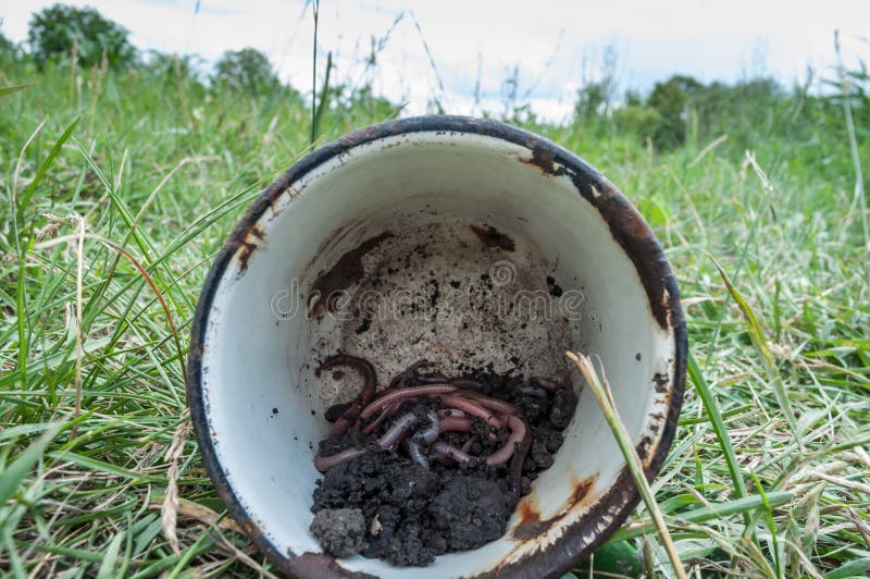 Rain Worms for Fishing in the Pot Stock Photo - Image of nature, lure ...