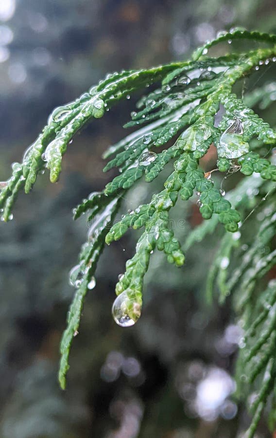 After the Rain, a Christmas Tree and Drops of Water in the Yard Stock ...