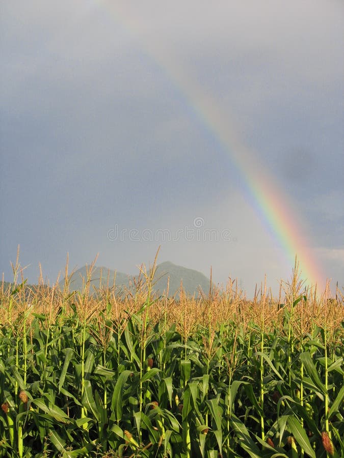 488 Rainbow Corn Field Stock Photos - Free & Royalty-Free Stock Photos ...