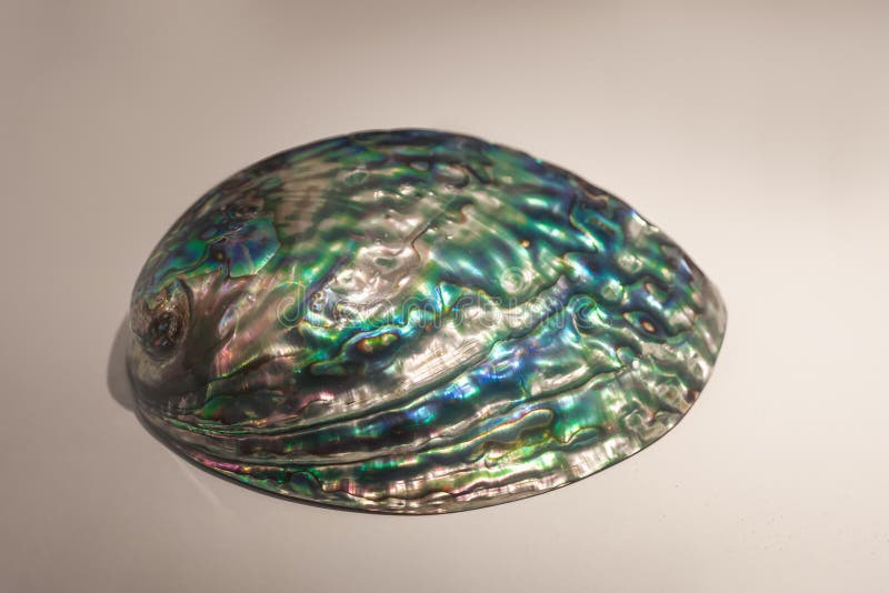 Rainbow Abalone shell stock image. Image of paua, purple - 347562579