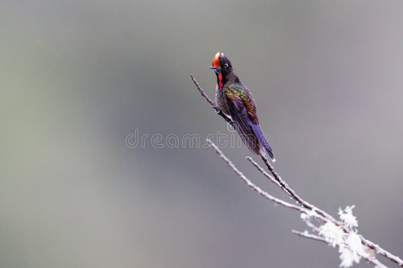 Rainbow Bearded Thornbill Perched on a Tree Stock Image - Image of ...