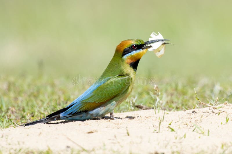 Rainbow bee eaters. stock photo. Image of feeding, nest - 261094834