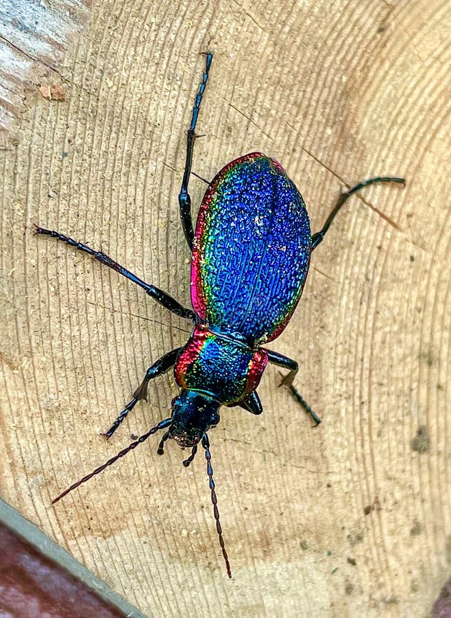 Rainbow beetle stock photo. Image of rainbow, beetle - 252654100