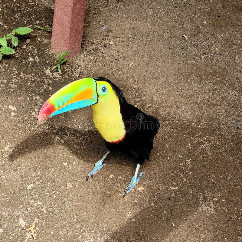 Rainbow billed tucan stock photo. Image of tucan, flower - 238253734