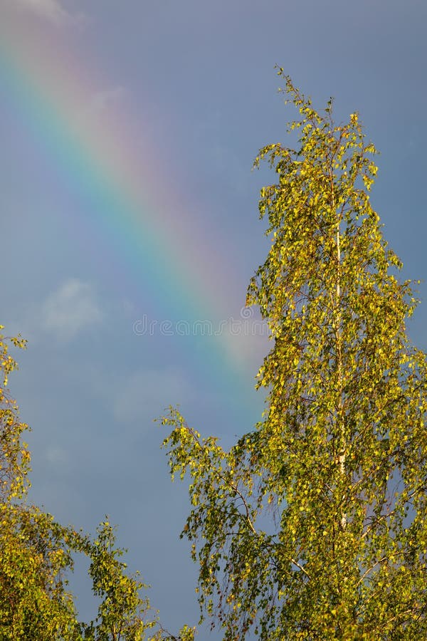 Rainbow and Birch Tree Top after Rain Sunlight Stock Image - Image of ...