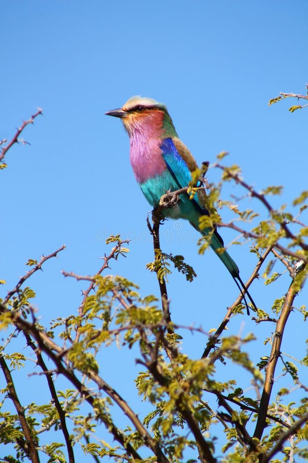 Rainbow bird stock photo. Image of colours, rainbow, delta - 55989810