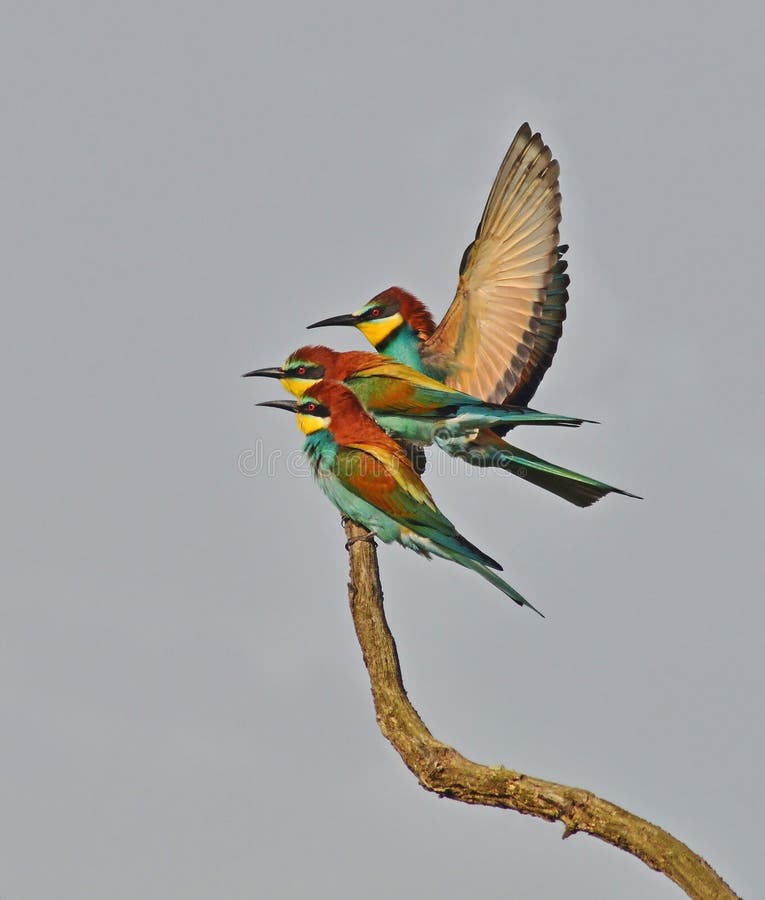 Rainbow birds stock photo. Image of plumage, lake, group - 42081606