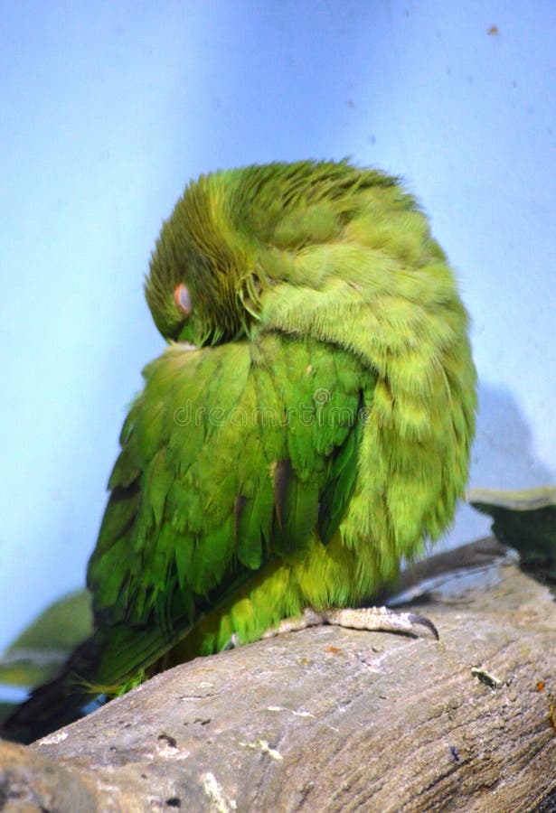 Rainbow birds in nature stock photo. Image of closeup - 242476850