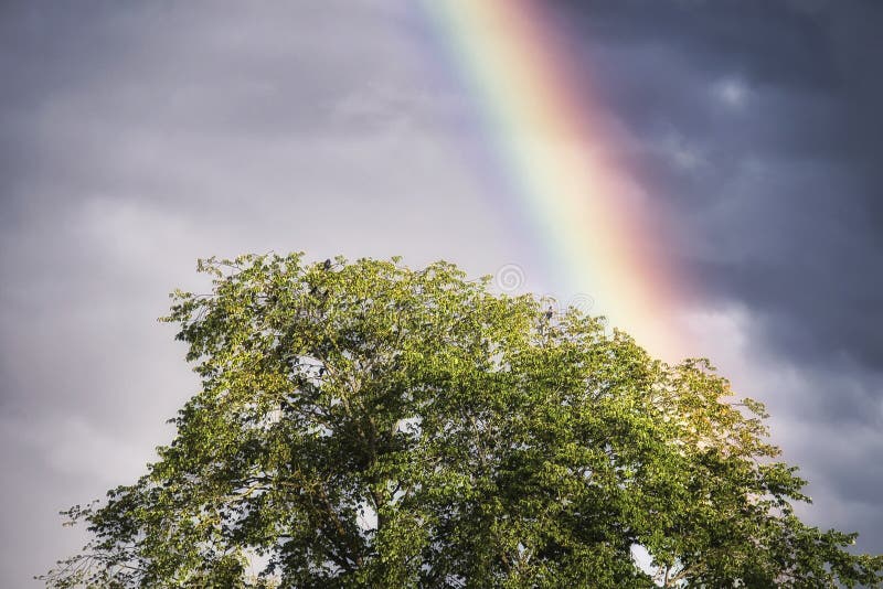 Rainbow stock image. Image of bright, birds, colorful - 76102253