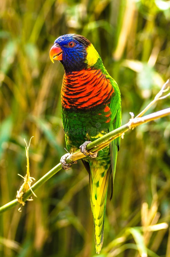 Blue parakeet stock image. Image of nature, birds, african - 26875769
