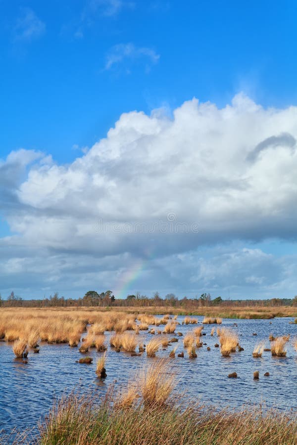 Rainbow and Blue Sky Over Swamp Stock Image - Image of swamp, landscape ...