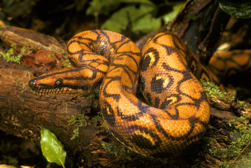 Rainbow boa stock image. Image of snake, cenchria, serpent - 10037133