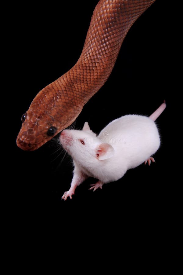 Rainbow Boa Snake and His Friend Mouse Stock Photo - Image of predator ...