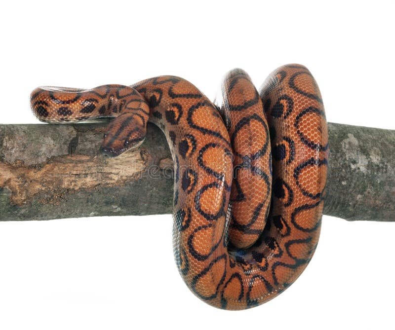 Rainbow Boa Morphs
