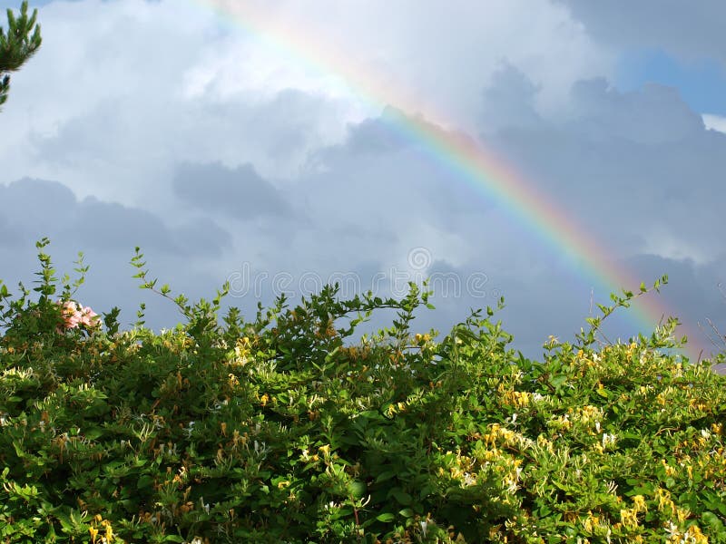 Rainbow bush stock photo. Image of leaves, grey, rain - 19591984