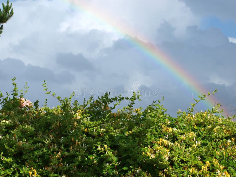 Rainbow bush stock photo. Image of leaves, grey, rain - 19591984