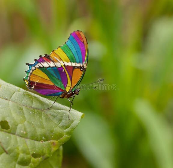 Rainbow butterfly stock photo. Image of butterfly, nature - 20599662