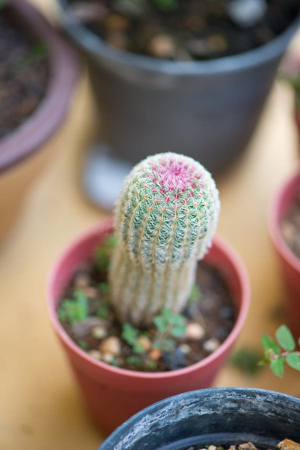 Rainbow Cactus or Echinocereus Rigidissimus Stock Image - Image of ...