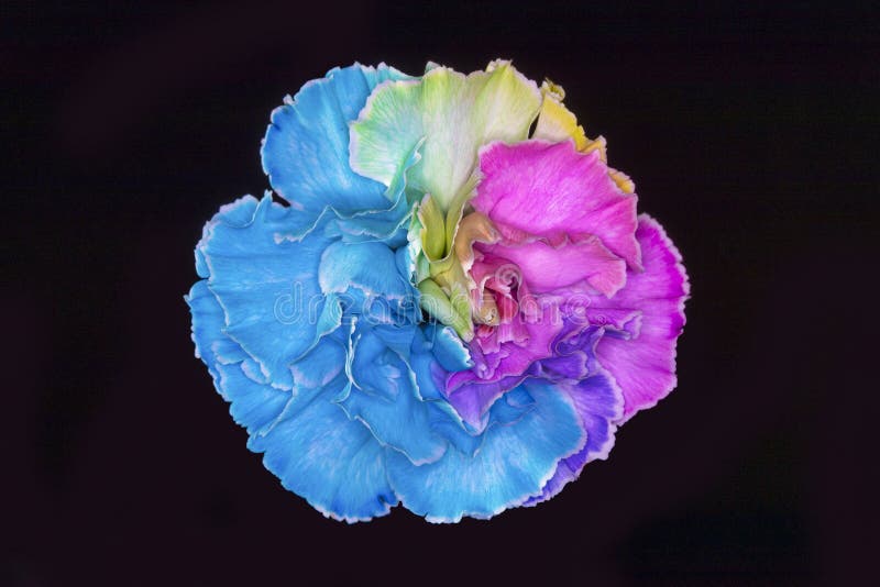 Rainbow colored Carnation stock photo. Image of colours - 177557466